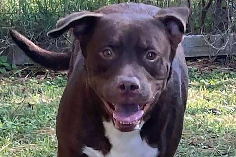 PET OF THE WEEK | Hoss | Texarkana Gazette