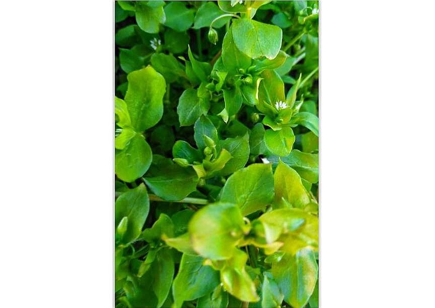 IN THE GARDEN: Chickweed is a prolific winter annual weed | The ...