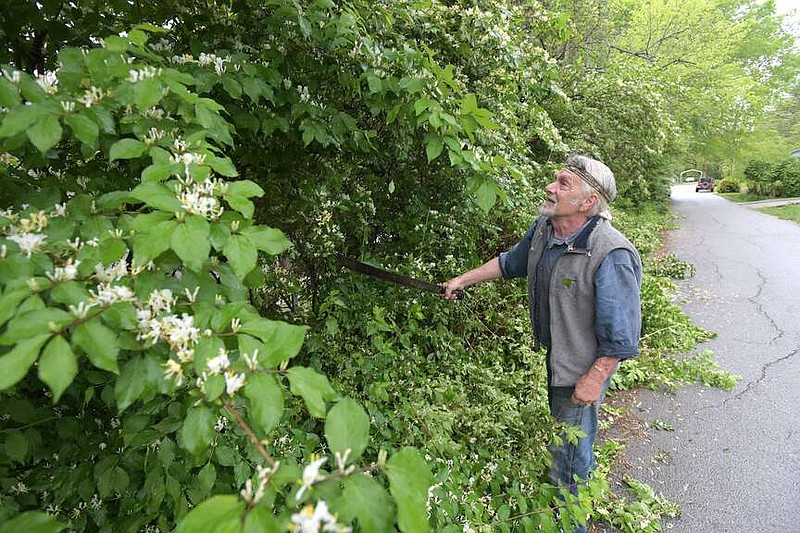 Fayetteville setting a bounty on invasive plants this April | The ...