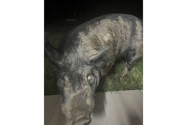 Wayward 450-pound pig named Kevin Bacon hams it up for home security ...
