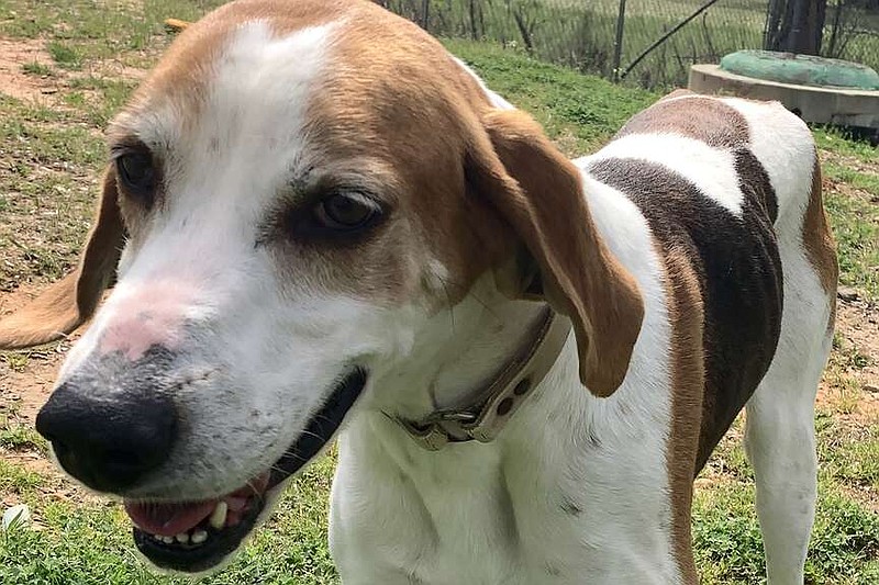 PET OF THE WEEK | Memphis | Texarkana Gazette