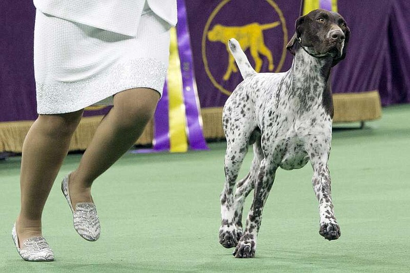 French bulldogs remain most popular U.S. breed | Texarkana Gazette