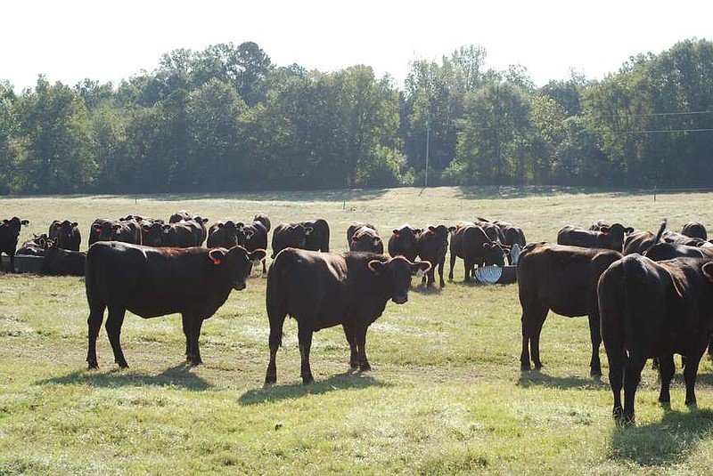 Cattle buying, steak sampling coming to Beef and Forage Field Day in ...