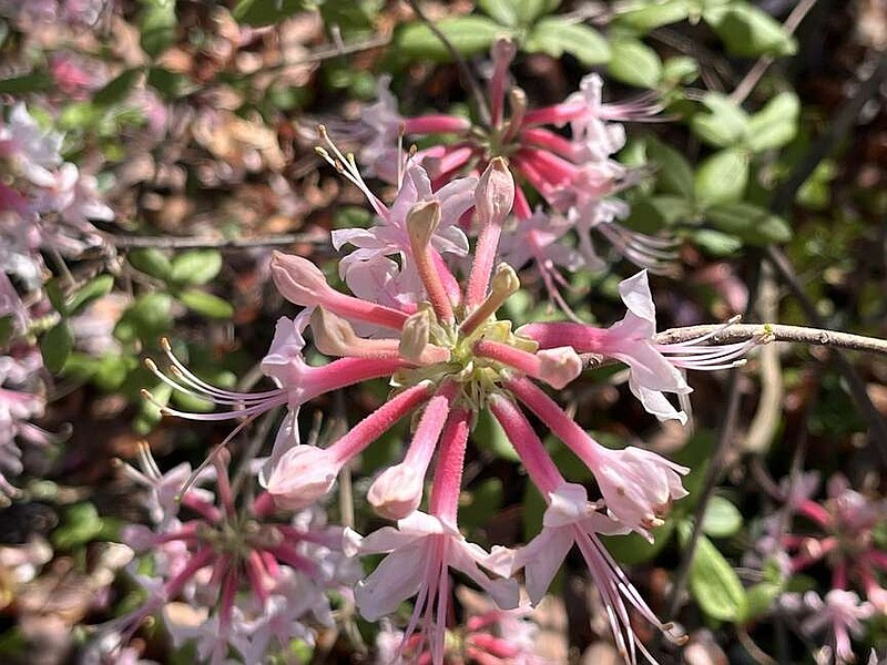 BREAKING GROUND: Hold off on planting warm season plants | Northwest ...