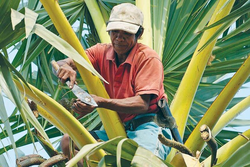 Arduous job of collecting sap to make palm sugar becoming less common ...