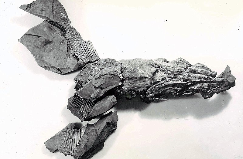 Arkansas' 3D shark fossils have paleontologists calling us Sharkansas ...