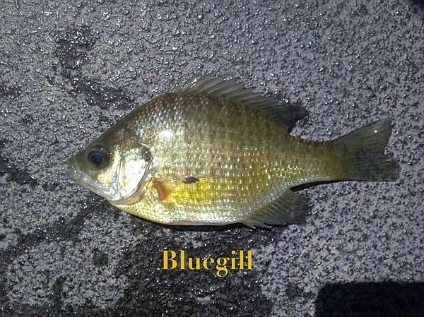 Sunfish variety depends on pond | Pine Bluff Commercial News