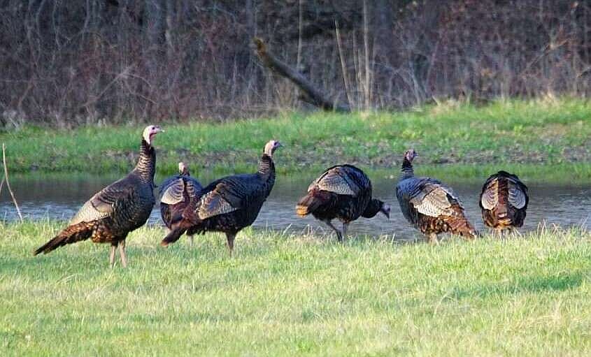 Department of Conservation changes turkey hunting regulations ...