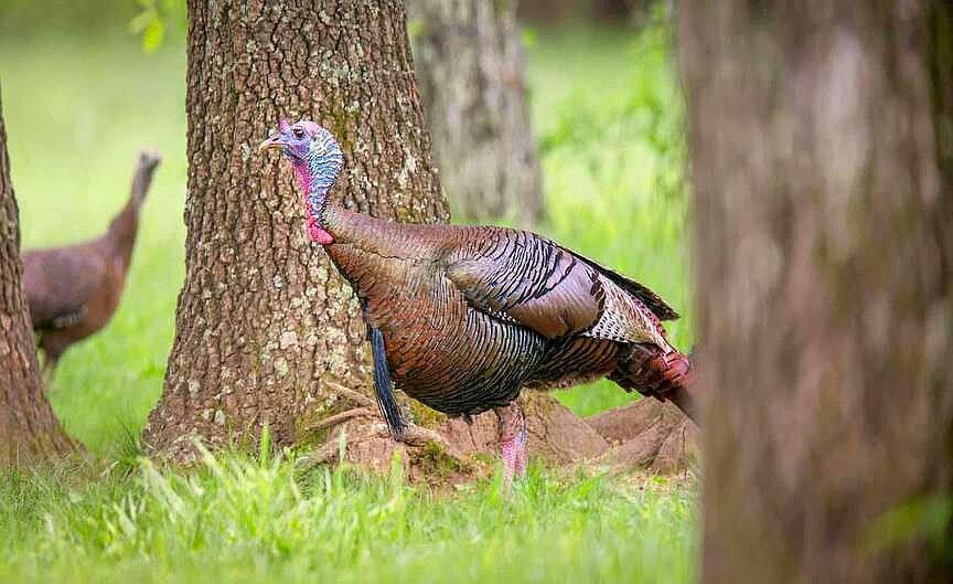 Agency offers tips on checking in turkeys | The Arkansas Democrat ...