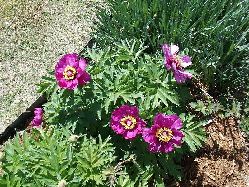 IN THE GARDEN: Peonies, azaleas show resilience this spring | Northwest ...