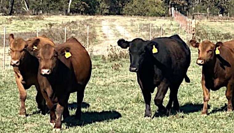 Use heifer pre-breeding exams as a culling tool and to prepare for ...
