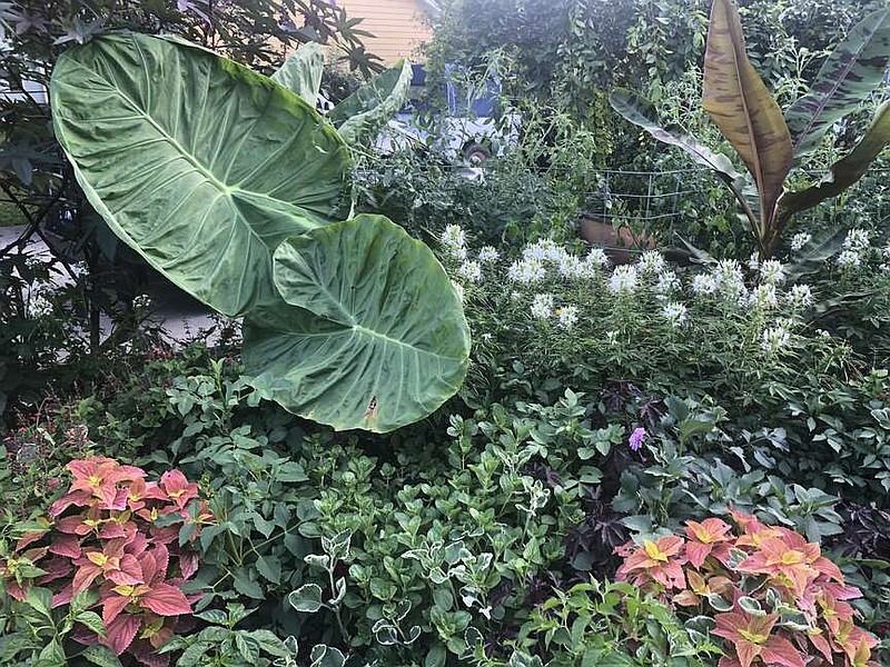 ‘Foodscaping’ slips vegetables in among the flowers for visual appeal ...