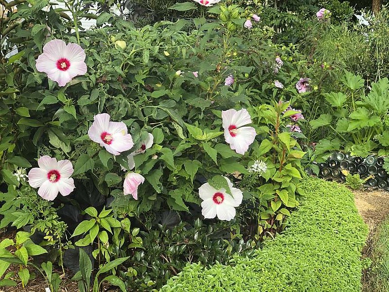 ‘Foodscaping’ slips vegetables in among the flowers for visual appeal ...