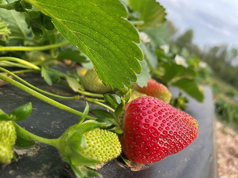 Strawberry season begins earlier, allowing growers to reap benefits ...