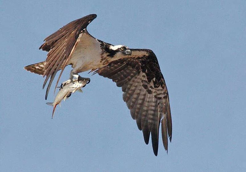 Osprey: No fishing pole needed | The Arkansas Democrat-Gazette ...