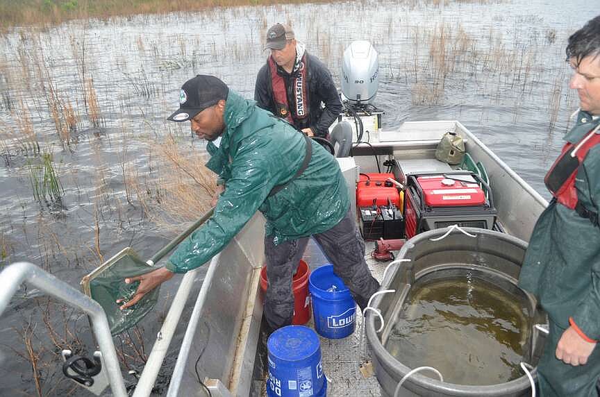 Lake Monticello gets first Florida bass | Pine Bluff Commercial News