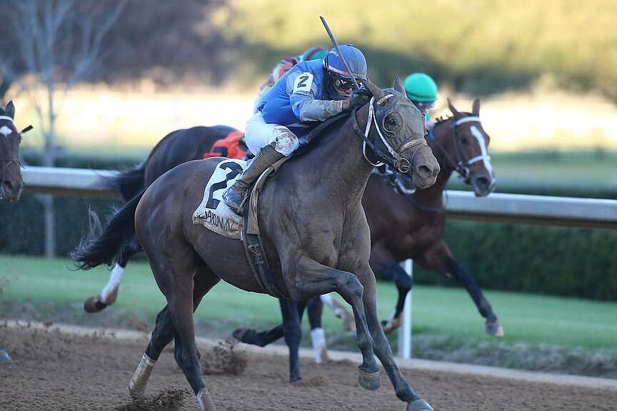 Catching Freedom earns Preakness start for Cox | Hot Springs Sentinel ...