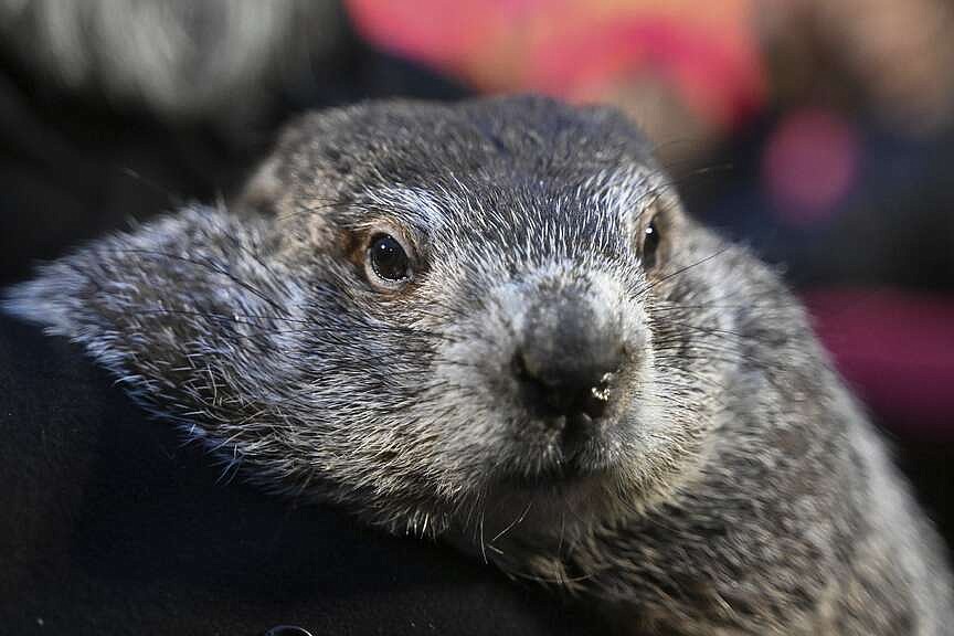 Groundhog Day Trivia: Uncover fun facts about Phil and weather lore ...