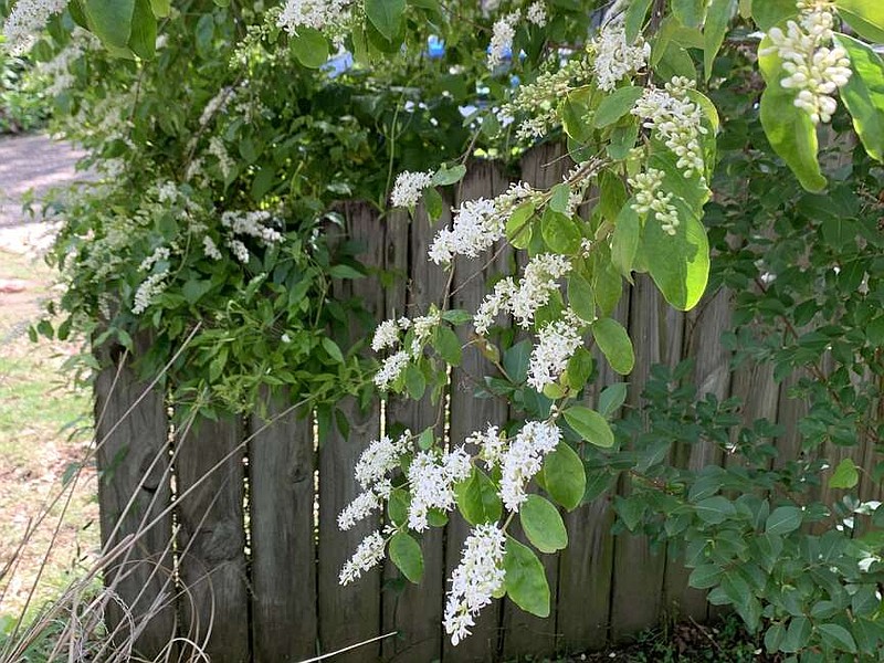 IN THE GARDEN: Don’t plant invasive privet | Northwest Arkansas ...
