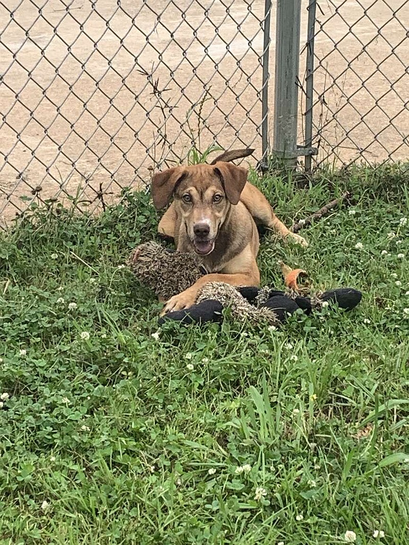 PET OF THE WEEK | Hailey | Texarkana Gazette