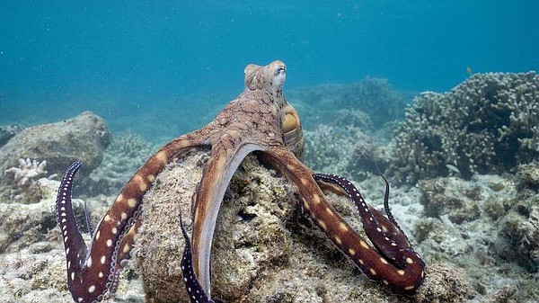 REVIEW | OPINION: ‘Secrets’ dives deep into octopus’ world | The ...