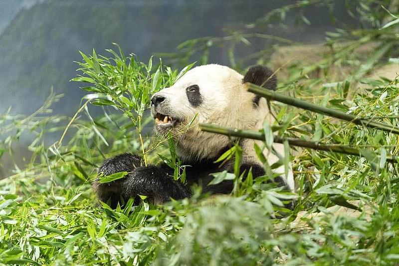 Giant pandas coming back to National Zoo | Hot Springs Sentinel Record