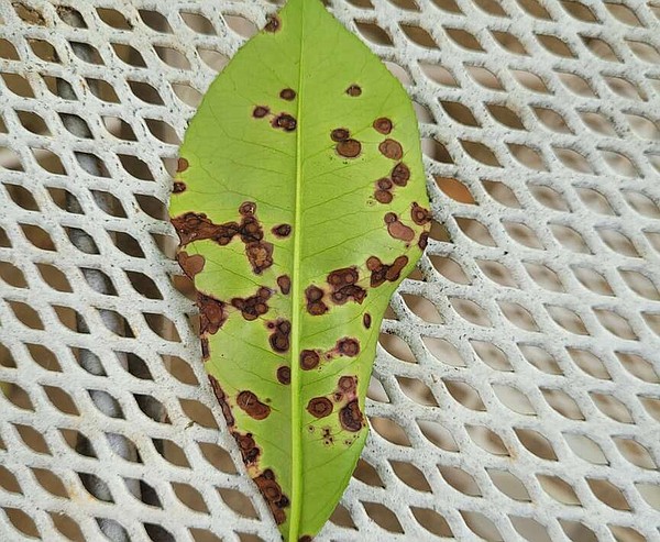 IN THE GARDEN: Common disease defoliates red top photenias | Northwest ...