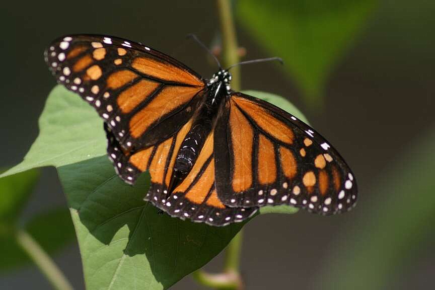 Monarchs are here, so make them feel welcome | Hot Springs Sentinel Record