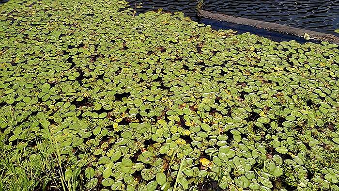 Specialist offers advice on aquatic weed woes | Pine Bluff Commercial News