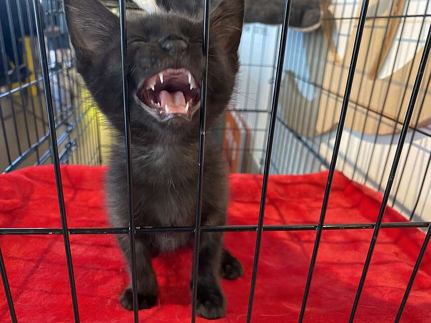 Best Friends Super Adoption event brings more than 400 adoptable pets ...