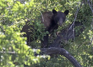 Little Rock residents encounter roaming black bear | The Arkansas ...
