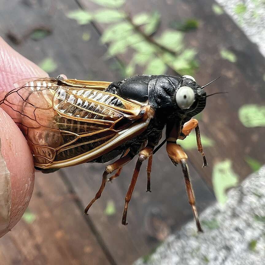 Cicadas emerging across region | Westside Eagle Observer