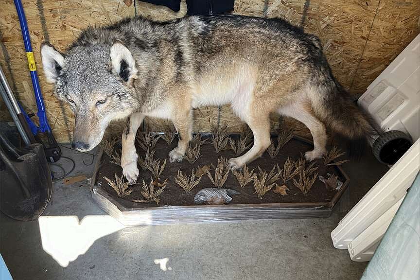 No charges in killing of gray wolf in southern Michigan. Experts ...