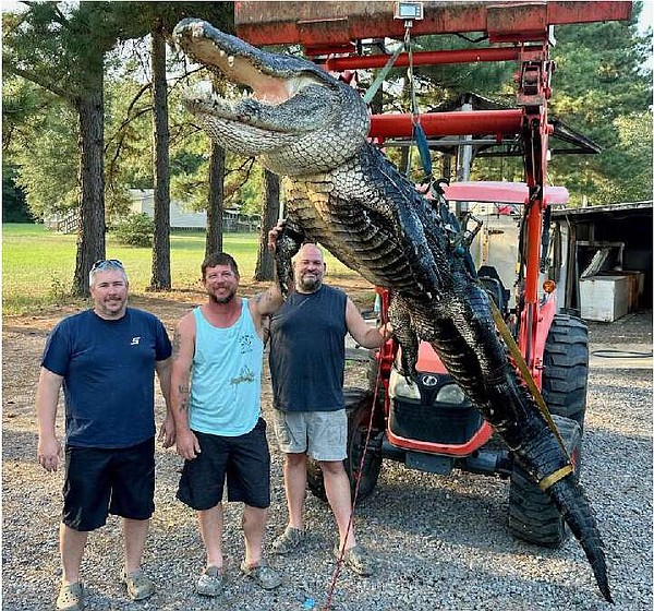 Alligator Hunting Application Dates at Clayton Cooper blog