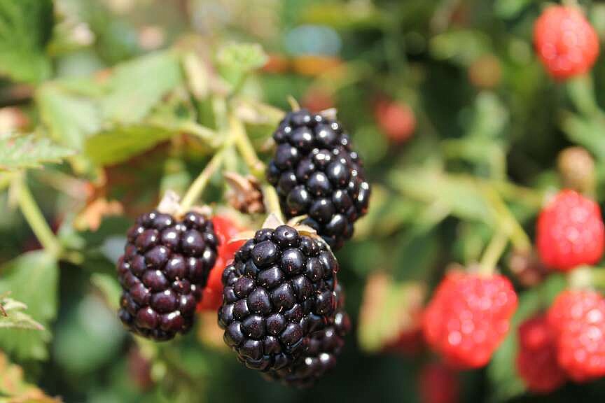 Berry blooms dubbed as early in Arkansas | Pine Bluff Commercial News