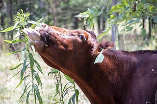 Still passing on the gift: Heifer International at 80 | Northwest ...