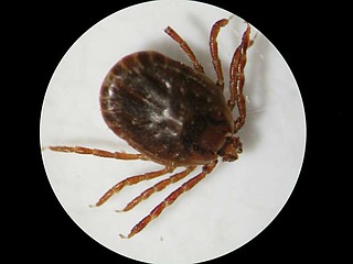 Webinar to address invasive tick concerns | Hot Springs Sentinel Record