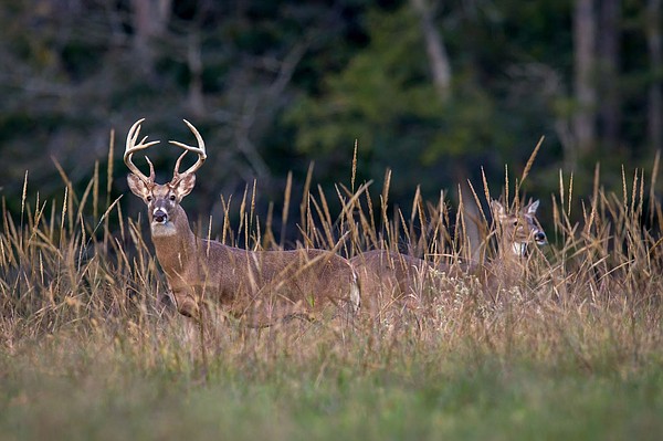Leftover WMA Deer Hunt Permit sale begins July 15 | El Dorado News