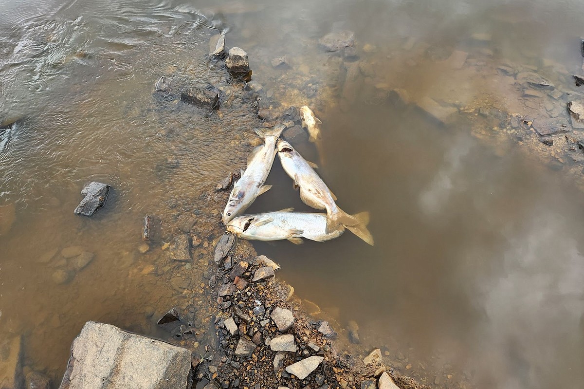 Arkansas Game and Fish Commission: Fish kills a natural phenomenon on ...