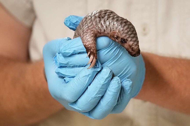 2nd critically endangered Chinese pangolin born in the Prague zoo | Hot ...