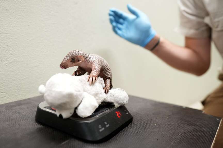 2nd critically endangered Chinese pangolin born in the Prague zoo | Hot ...