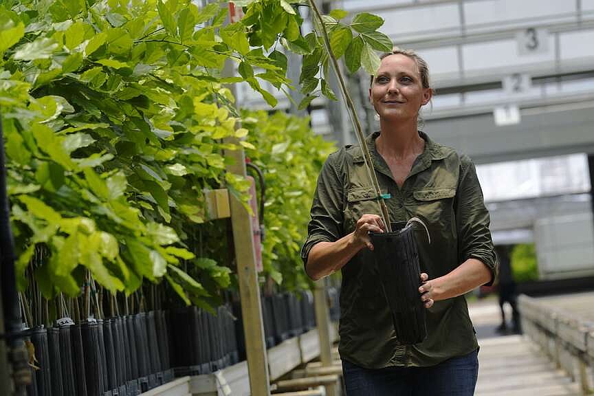 Pongamia trees offer renewable energy and plant-based protein | The ...