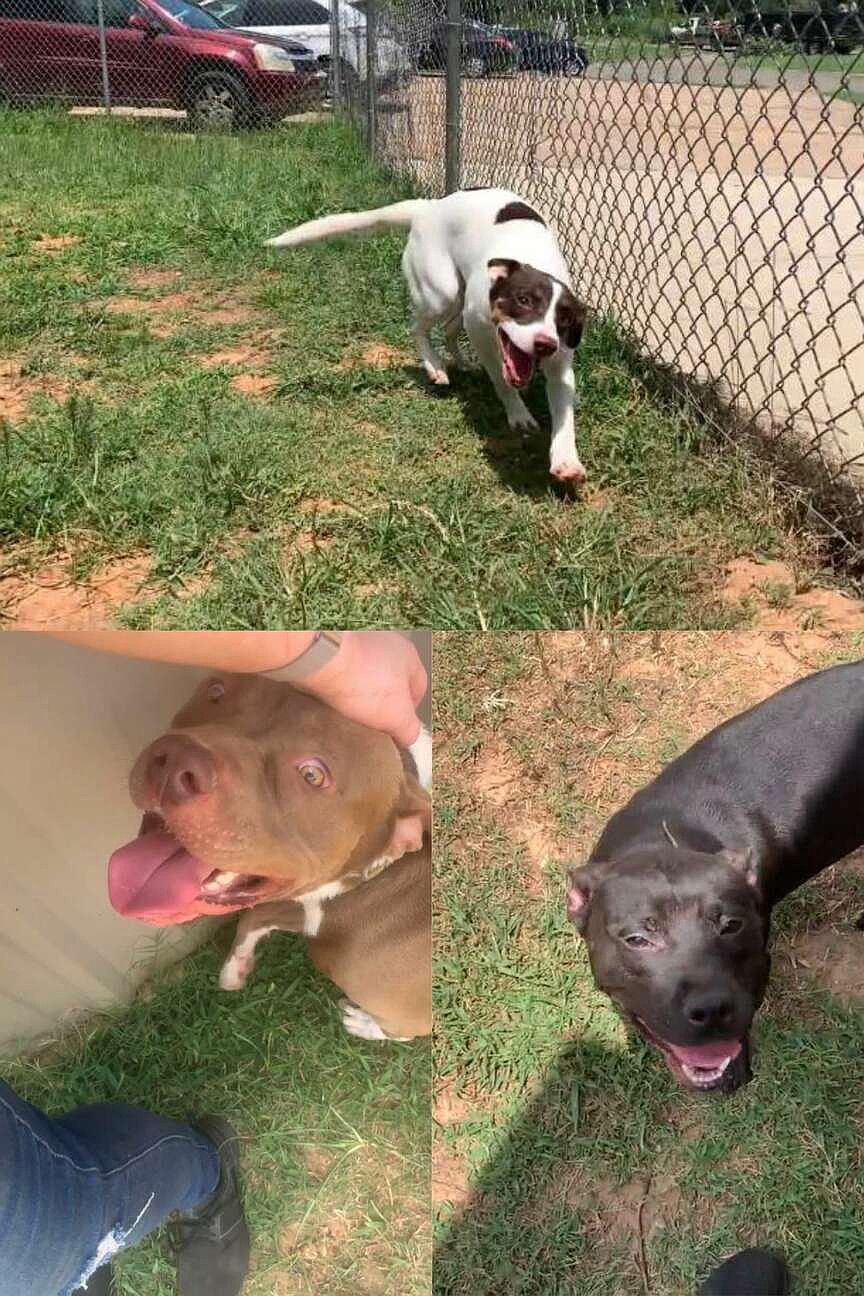 PETS OF THE WEEK | 14 dogs need homes | Texarkana Gazette