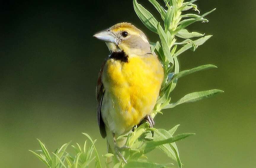 Prairie bird | Westside Eagle Observer
