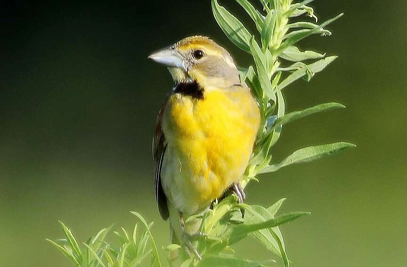 Prairie bird | Westside Eagle Observer
