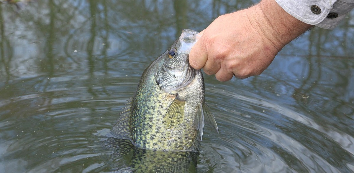 Temporary catch-and-release fish advisory issued near Smackover ...