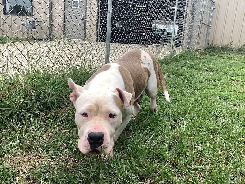 PET OF THE WEEK | Andora | Texarkana Gazette
