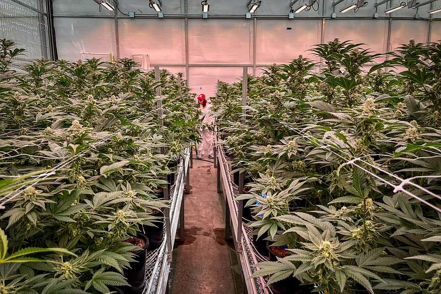 ‘Unprecedented’: Second massive Missouri cannabis recall leaves some ...