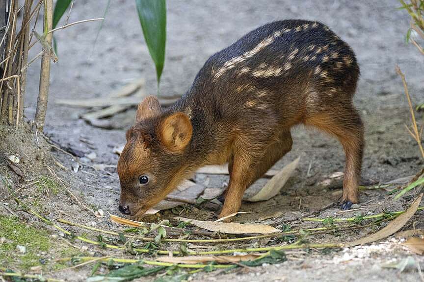 Southern pudu fawn, a tiny South American deer, debuts at New York City ...