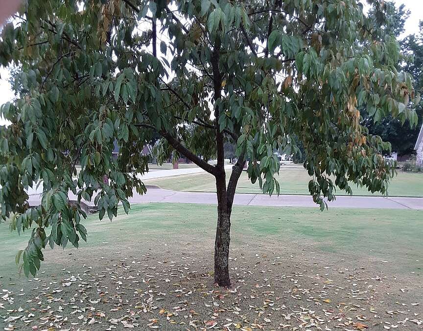 IN THE GARDEN: Lack of water stresses cherry trees | The Arkansas ...